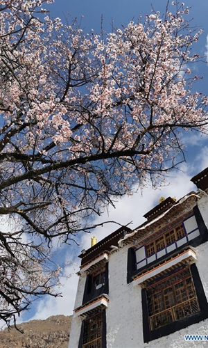Spring scenery in Lhasa, Tibet - Global Times