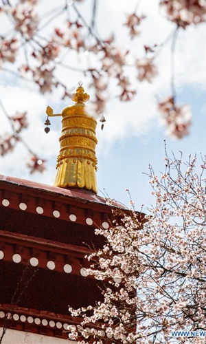 Spring scenery in Lhasa, Tibet - Global Times