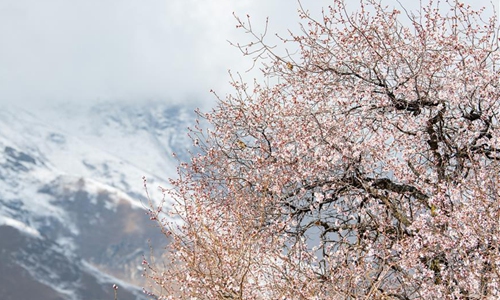 Spring scenery in Lhasa, Tibet - Global Times