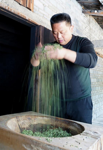 Black tea of Wuyishan enters harvest season - Global Times