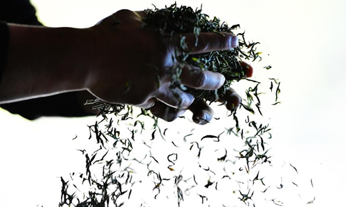 Black tea of Wuyishan enters harvest season - Global Times