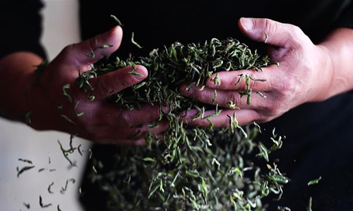 Black tea of Wuyishan enters harvest season - Global Times