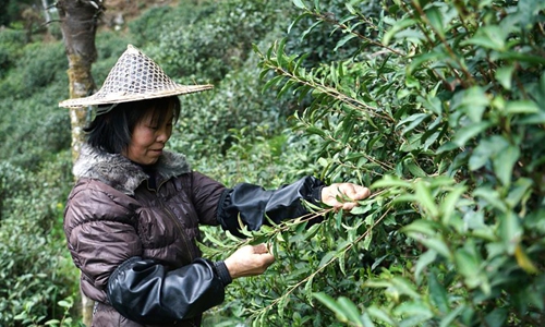 Black tea of Wuyishan enters harvest season - Global Times