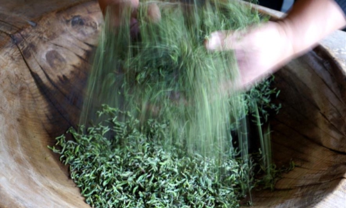 Black tea of Wuyishan enters harvest season - Global Times