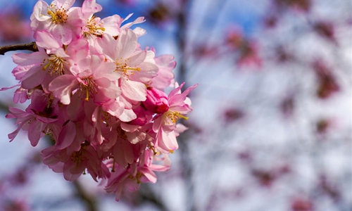 People enjoy spring scenery in Riga, Latvia - Global Times