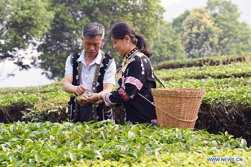 Pic story: inheritor of making technique of Chinese Pu'er tea - Global ...