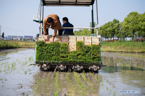 Farmers work at rice seedling raising workshop in Hunan - Global Times