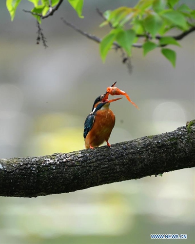 Birds at Xihu park, Fujian - Global Times