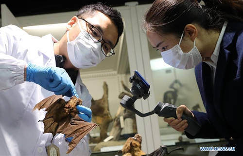 Shanghai Natrual History Museum holds bat-themed 5G livestreaming show ...