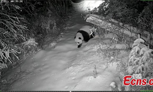 Injured wild panda captured by infrared camera in Gansu - Global Times