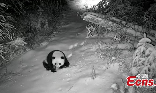 Injured wild panda captured by infrared camera in Gansu - Global Times