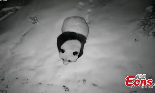 Injured wild panda captured by infrared camera in Gansu - Global Times