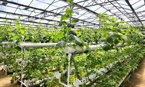 Soilless cultivation of vegetables seen in Shouguang, Shandong - Global ...