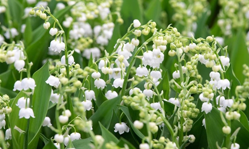 Lily of valley prepared for May 1 in Essonne, France - Global Times