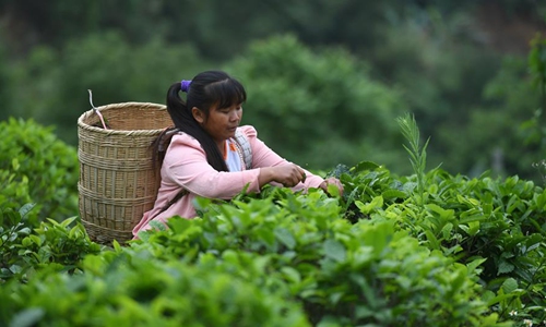 Development of tea industry helps lift people out of poverty in China's ...