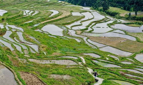 Scenery of Gaoyao terraced fields in Guizhou - Global Times