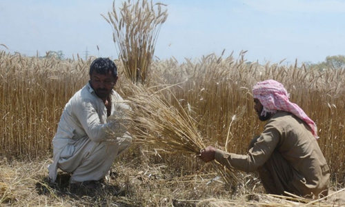 Pakistani farmers harvest wheat - Global Times