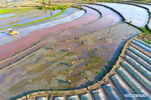 Farmers work in fields in central China's village - Global Times