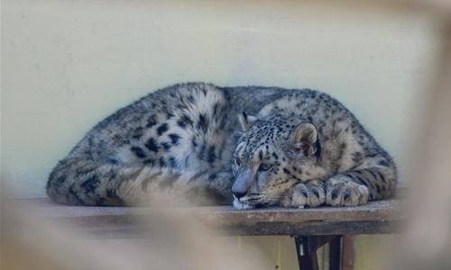 Captive-bred snow leopard twins make public debut - Global Times