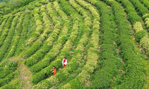 People present tea-making process on livestream platforms to promote ...