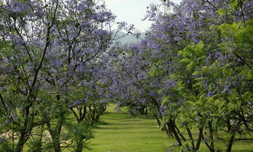 Jacaranda trees blossom in Islamabad, Pakistan - Global Times