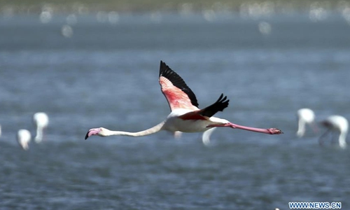 Flamingos fly over Duden Lake in Turkey - Global Times