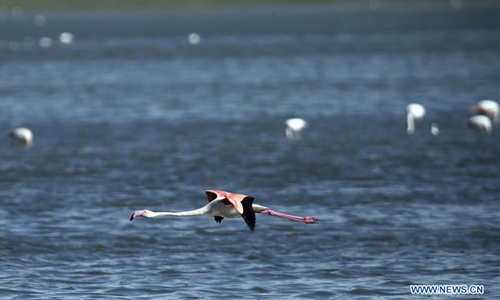 Flamingos fly over Duden Lake in Turkey - Global Times