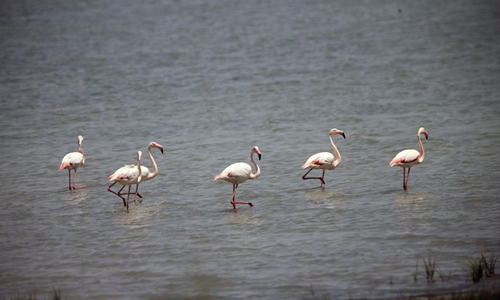 Flamingos seen at Lake Tuz in Konya, Turkey - Global Times