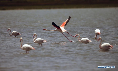 Flamingos seen at Lake Tuz in Konya, Turkey - Global Times