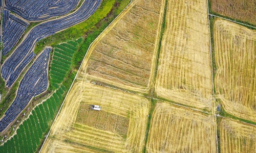 Farmers harvest winter wheat in Sinan County, Guizhou - Global Times