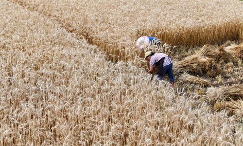 Farmers harvest winter wheat in Sinan County, Guizhou - Global Times