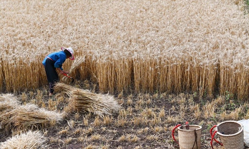 Farmers harvest winter wheat in Sinan County, Guizhou - Global Times