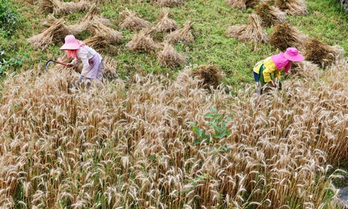 Farmers harvest winter wheat in Sinan County, Guizhou - Global Times