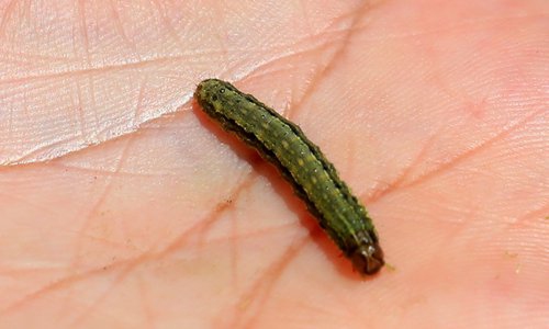 Chinese scientists analyze genetic adaptations of fall armyworm ...