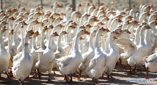 Tai'an promotes goose industry to increase locals' income - Global Times