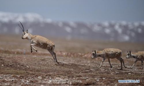 Pregnant Tibetan antelopes begin annual migration to Hoh Xil - Global Times