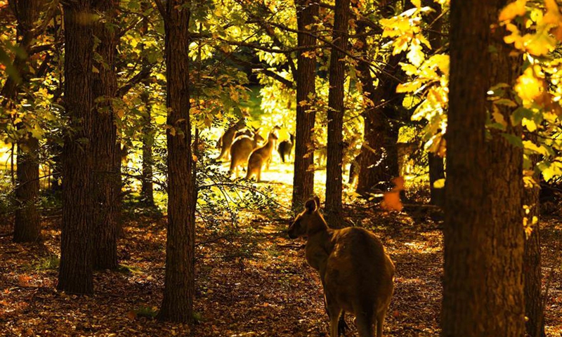 Autumn scenery in Canberra, Australia - Global Times