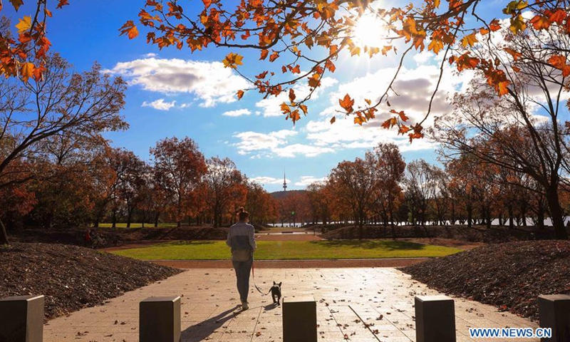 Autumn scenery in Canberra, Australia - Global Times