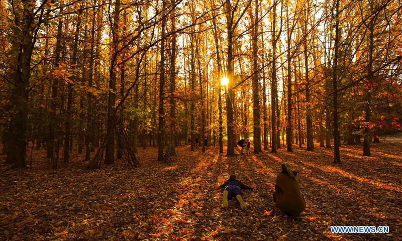 Autumn scenery in Canberra, Australia - Global Times