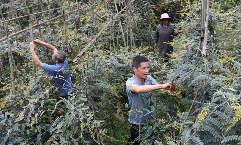 Entire Maonan ethnic group lifted out of poverty in S China's Guangxi ...