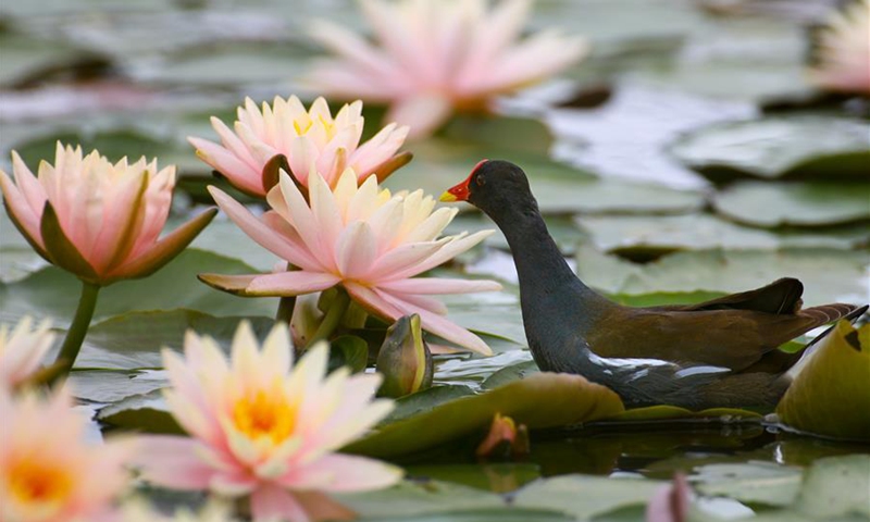 View of Guanshanhu Park in Guiyang - Global Times