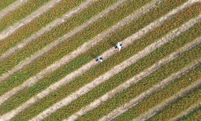 Nurseries in Wancheng District, Henan - Global Times