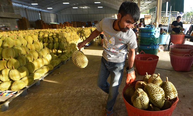 People transport newly-picked durians in Chanthaburi Province, Thailand ...