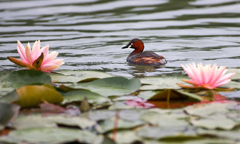 View of Guanshanhu Park in Guiyang - Global Times