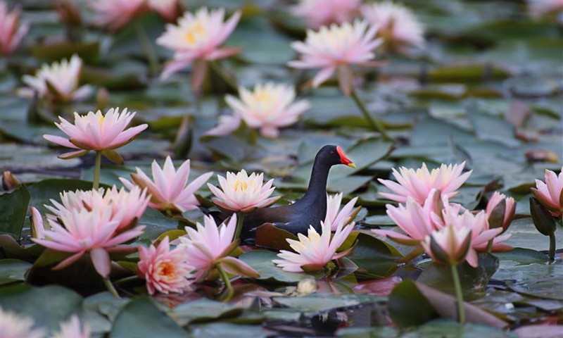 View of Guanshanhu Park in Guiyang - Global Times