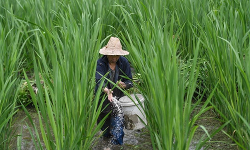 Villagers work on wild rice stem field in Daji Township, China's ...