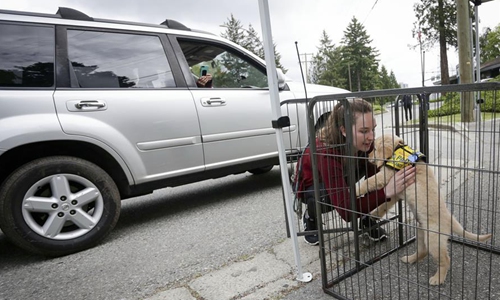 New owners pick up dogs via drive-thru method in Burnaby, Canada ...
