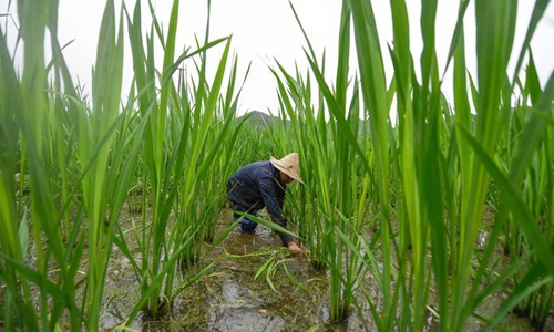 Villagers work on wild rice stem field in Daji Township, China's ...