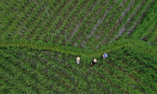 Villagers work on wild rice stem field in Daji Township, China's ...