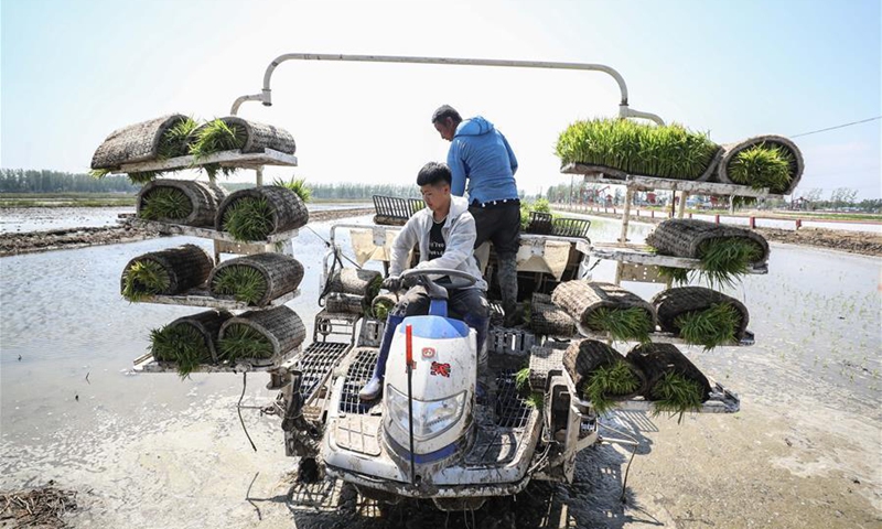 Rice transplanting starts in Liaoning - Global Times